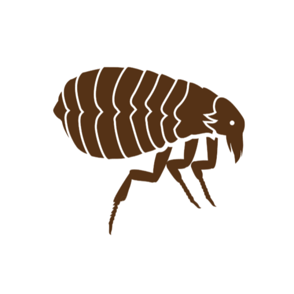 Control de plagas pulgas | Ambilur